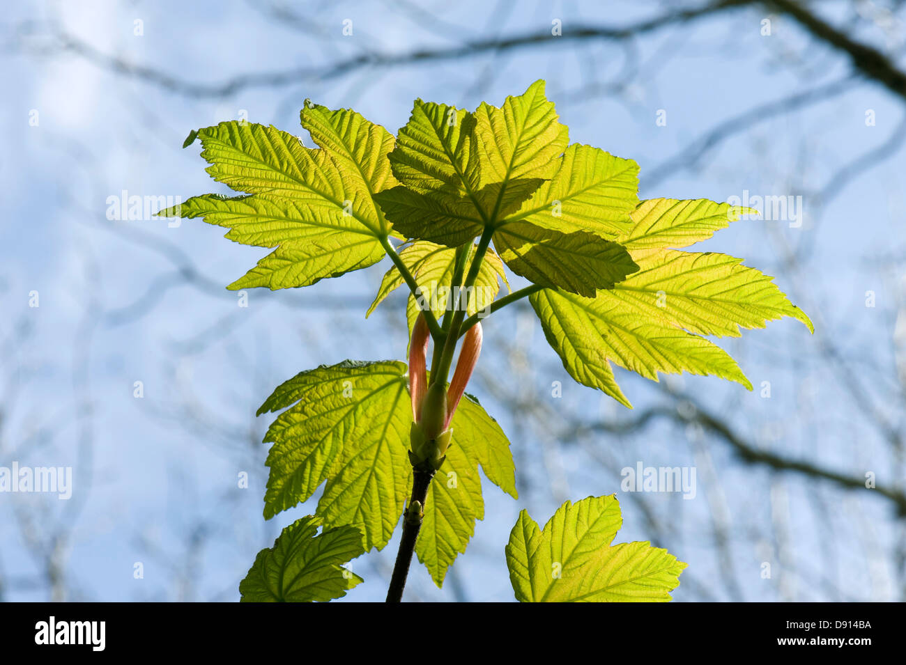 Sycamore tree leaves close up hi-res stock photography and images - Alamy