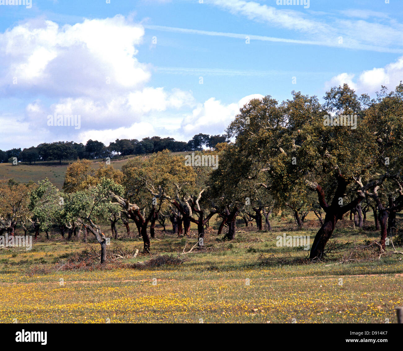 Cork Oak Trees, Alentejo region, Portugal, Western Europe Stock Photo ...