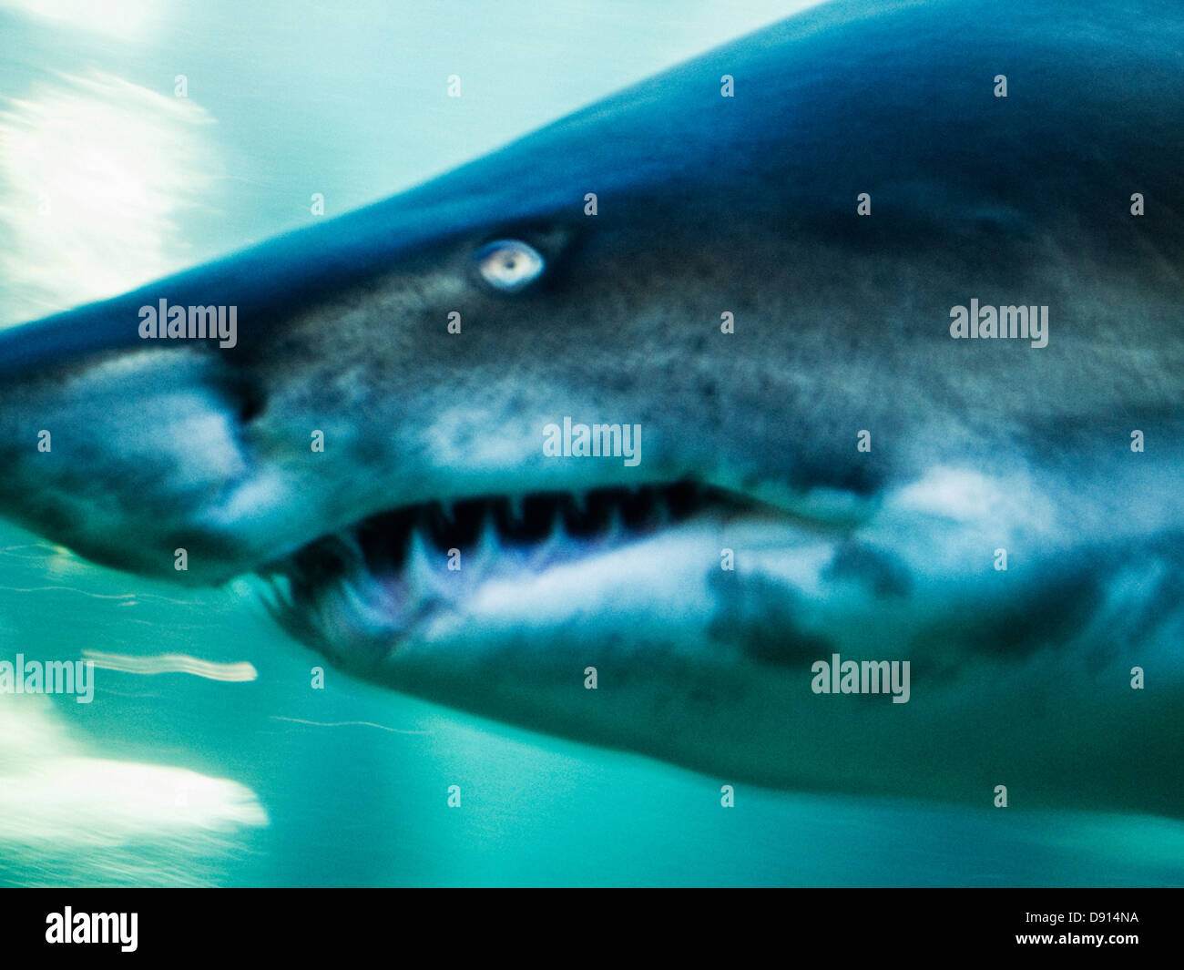 Shark close up hi-res stock photography and images - Alamy