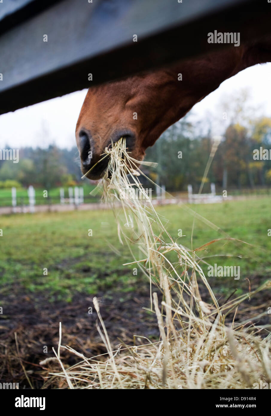 Horse eating hay Stock Photo - Alamy