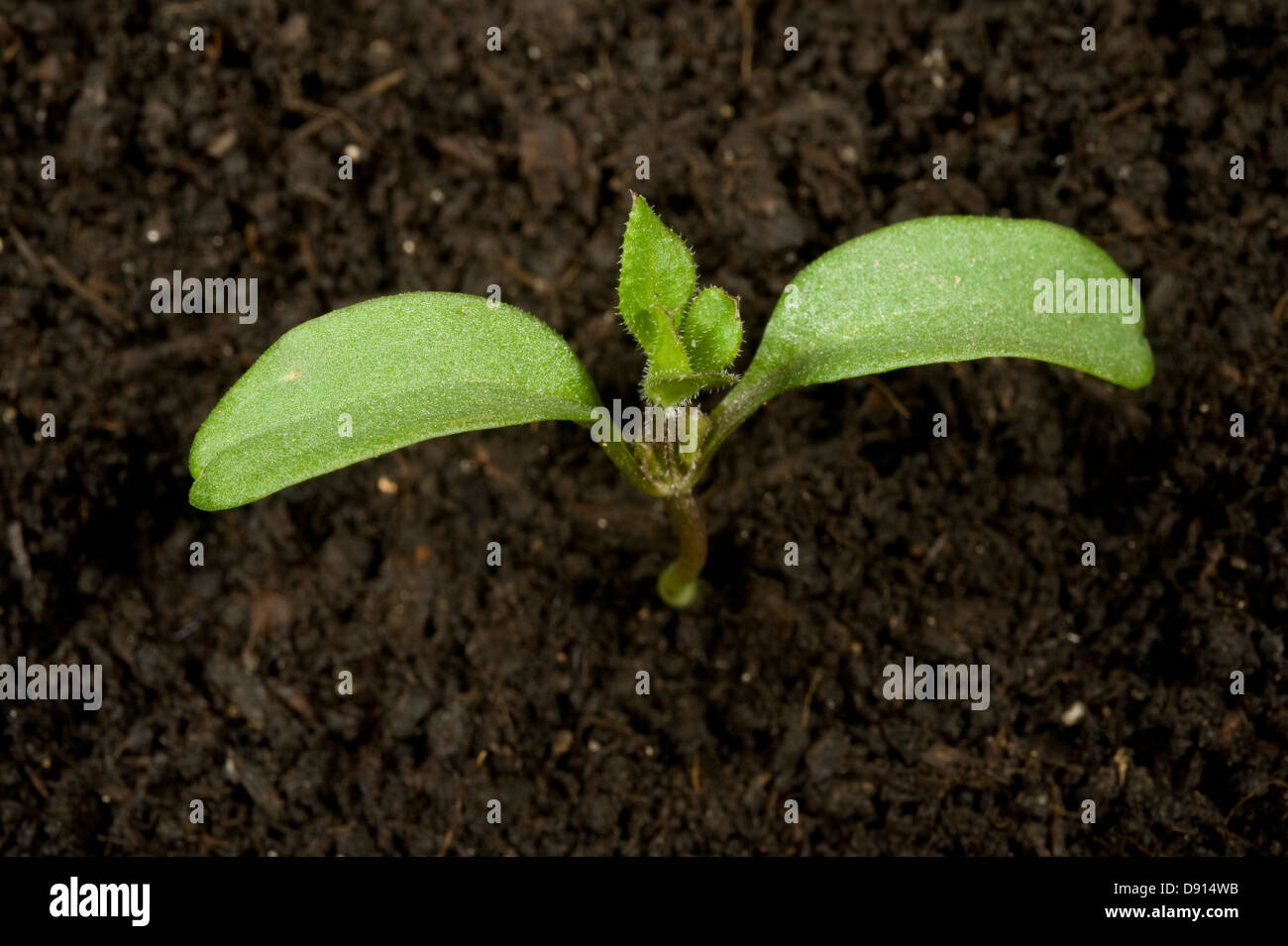 Seedling cleavers goosegrass hi-res stock photography and images - Alamy