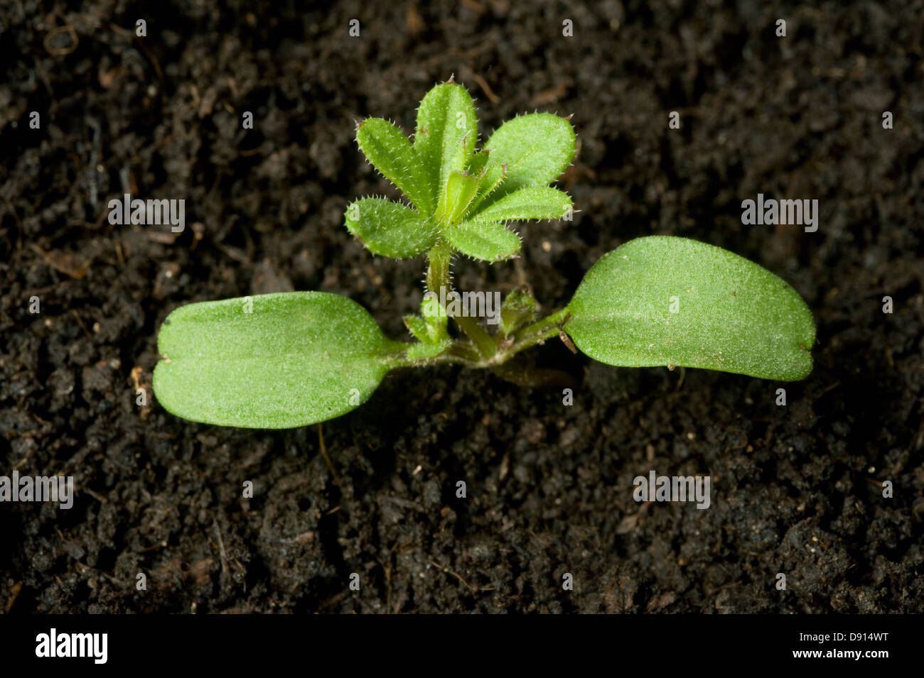 Seedling cleavers goosegrass hi-res stock photography and images - Alamy