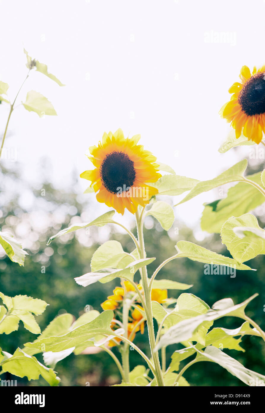 Back lit sunflowers hi-res stock photography and images - Alamy