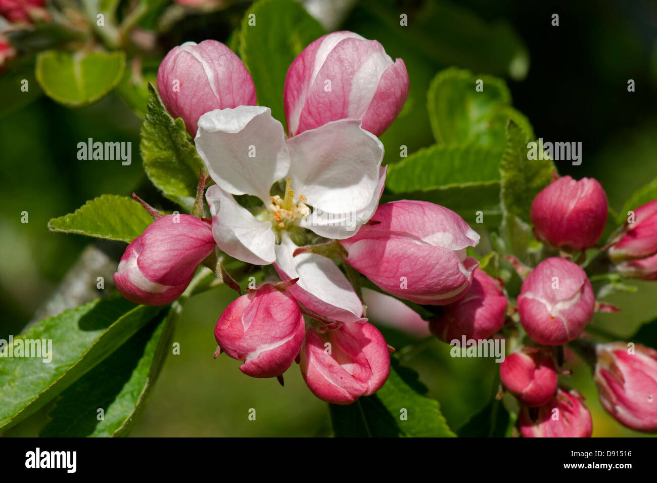 Apple Tree Buds Malus Communis Stock Photos & Apple Tree Buds Malus ...