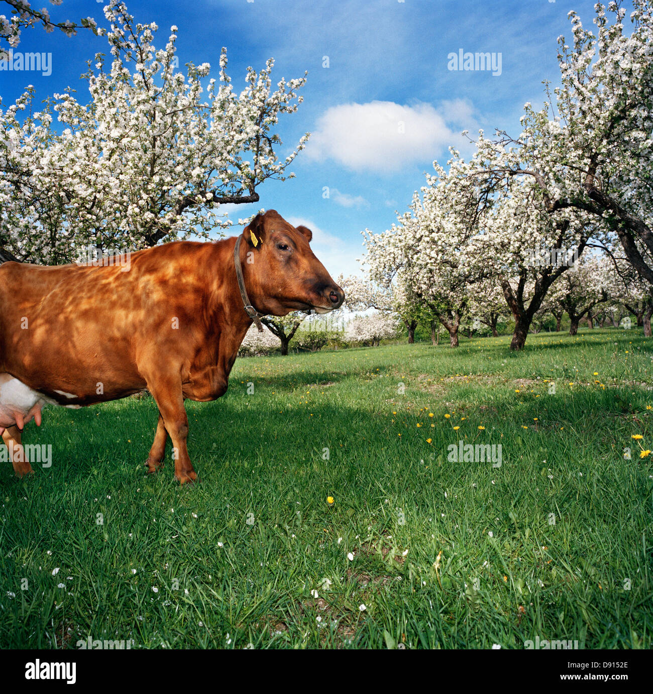 A cow and flowering fruit trees, Sweden Stock Photo - Alamy