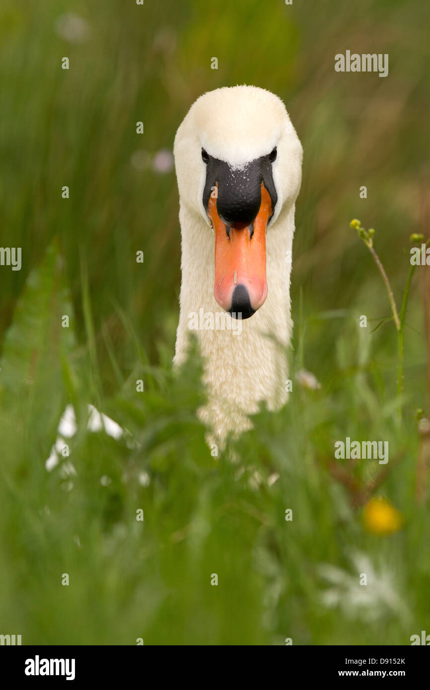 Male Mute Swan head on Stock Photo - Alamy