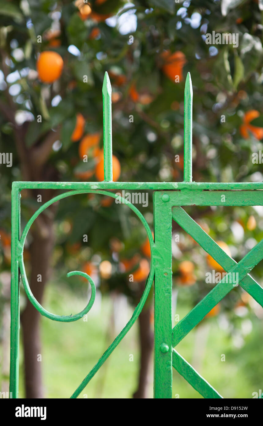Metal gate with orange tree in background, close-up Stock Photo - Alamy