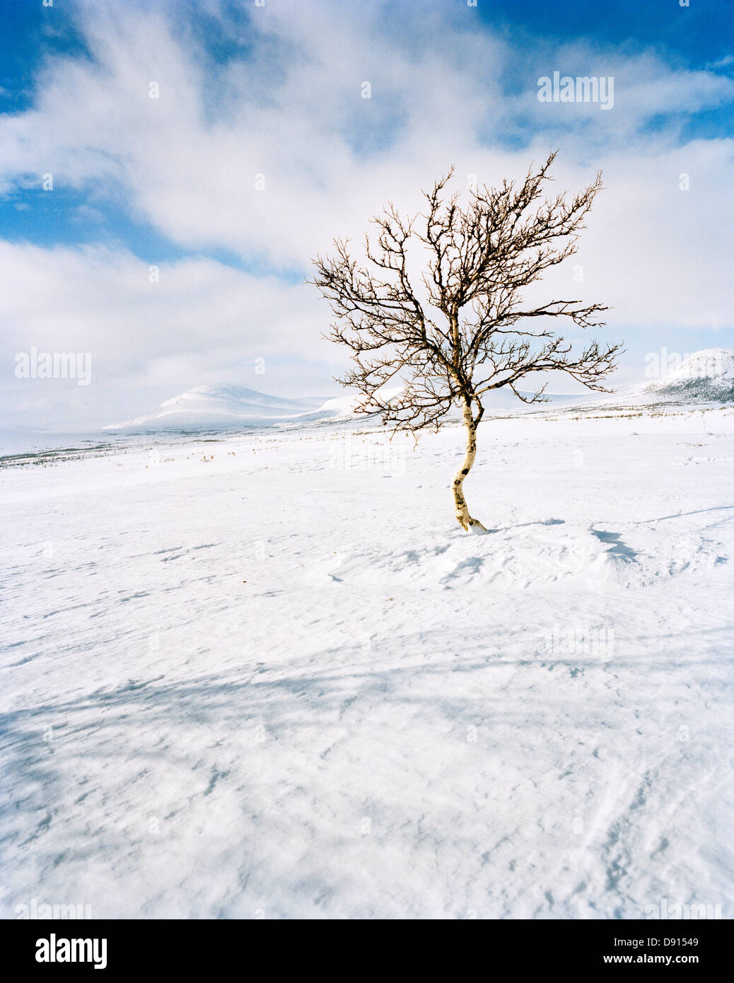 A mountain birch on the bare mountain region above the tree line ...