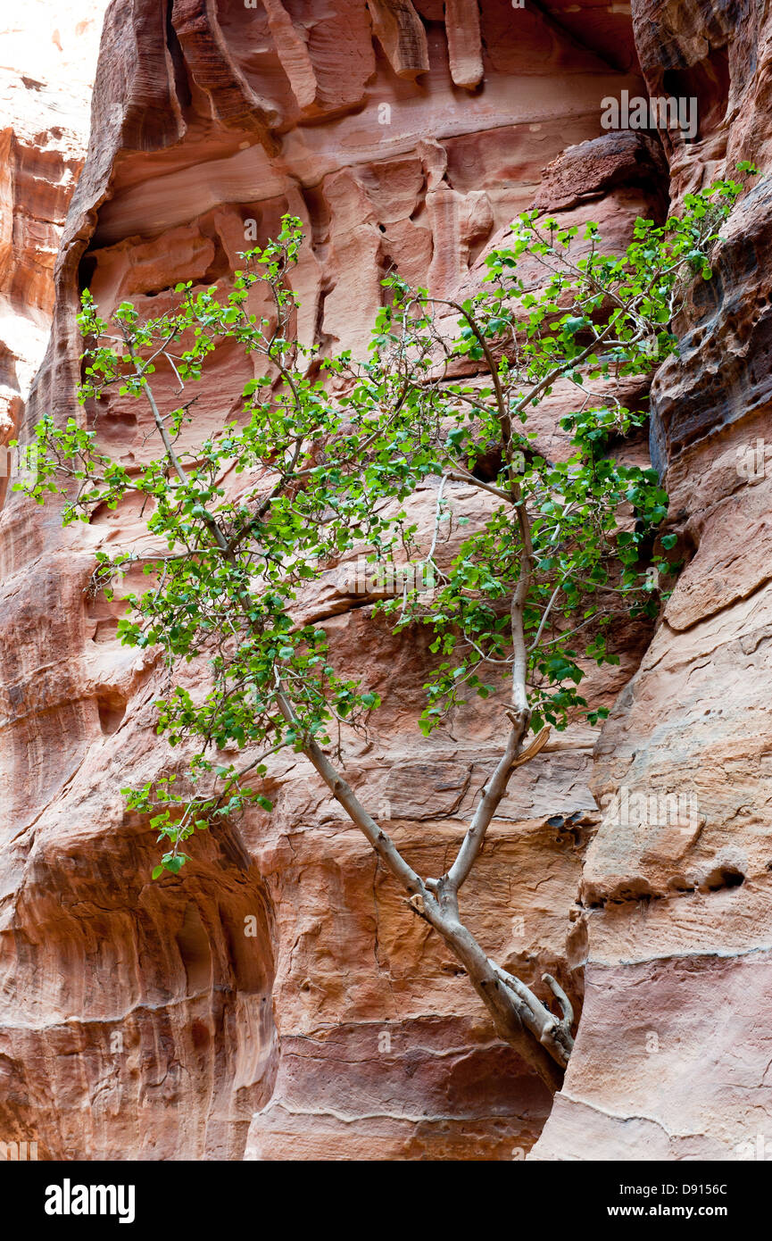 Petra tree hi-res stock photography and images - Alamy