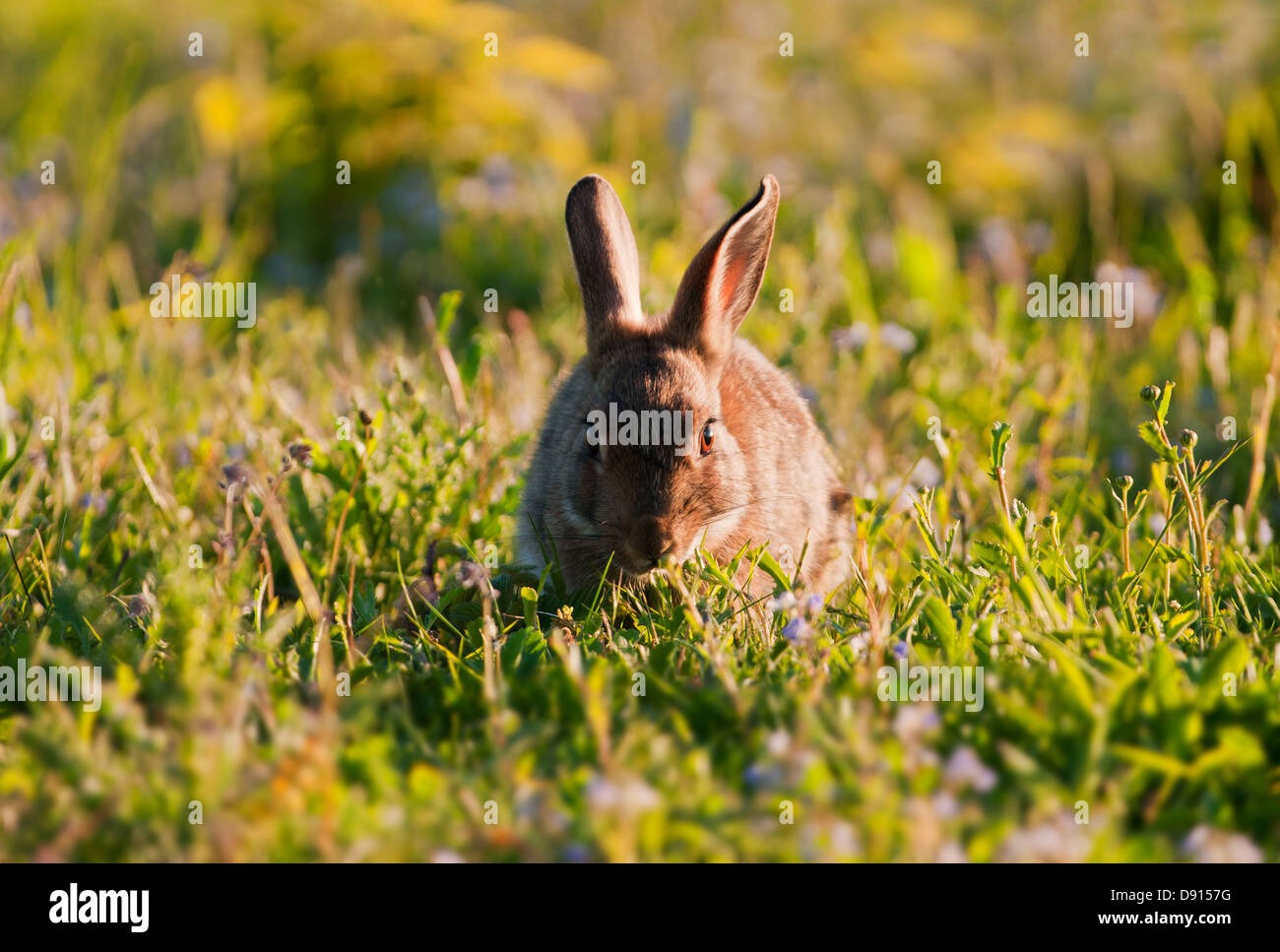 European Rabbit (Oryctolagus cuniculus) grazing in evening sunlight ...