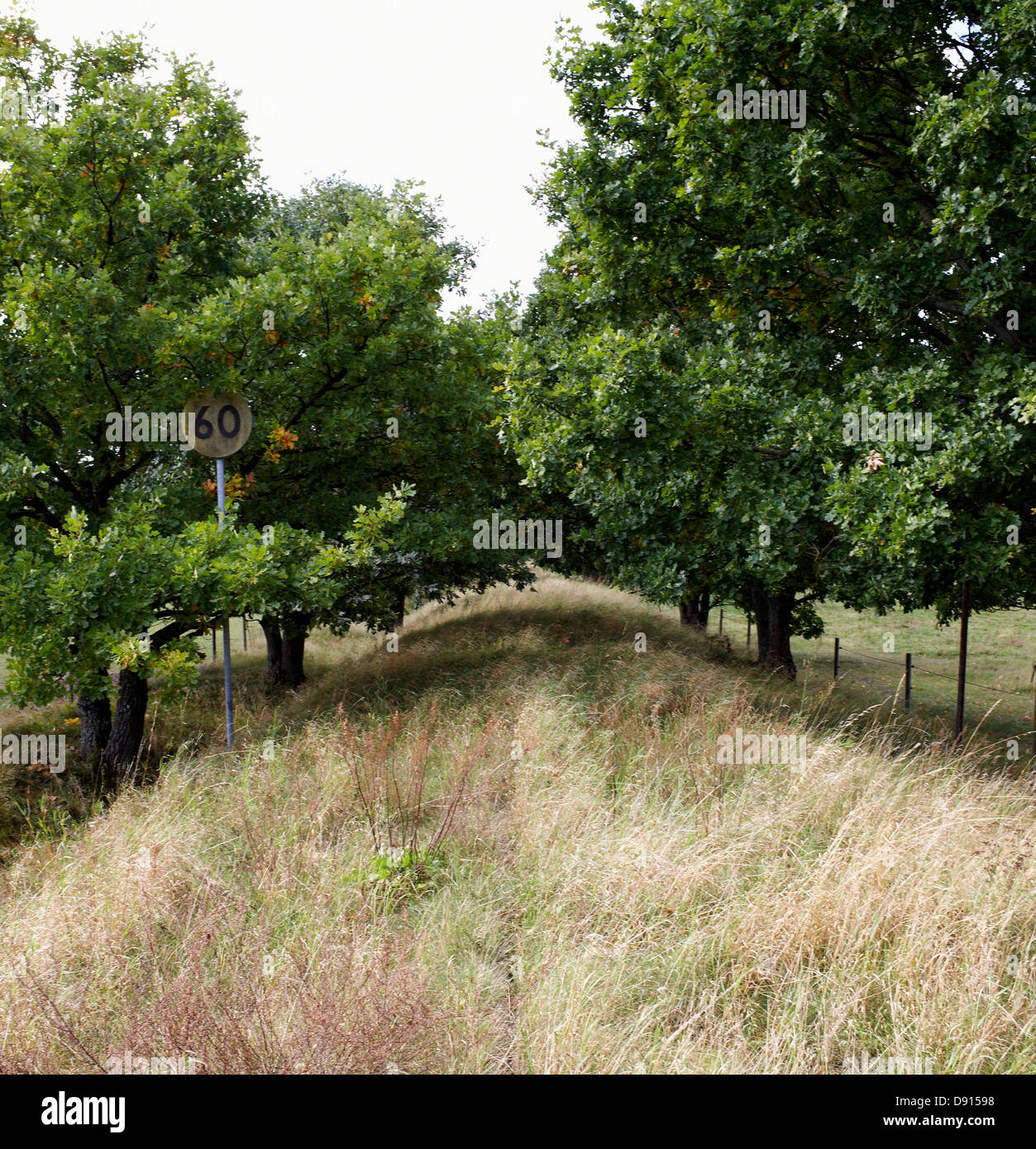 An old railway between the trees, Skane, Sweden Stock Photo - Alamy
