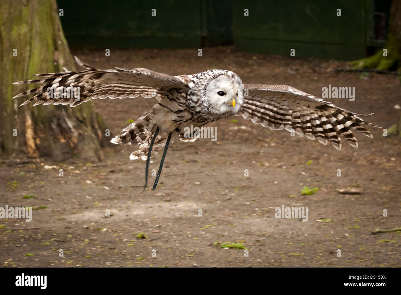 Barred owl in flight hi-res stock photography and images - Alamy