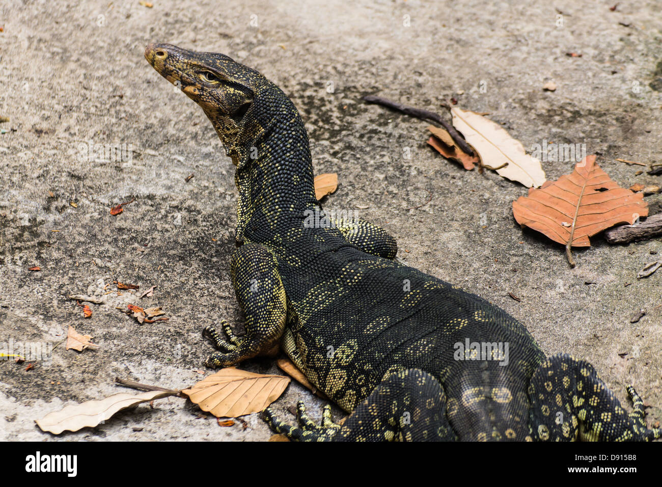 Monitor lizard picture hi-res stock photography and images - Alamy