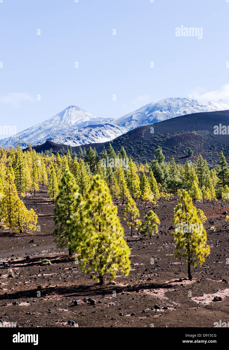 Mountain landscape with spruce trees Stock Photo - Alamy