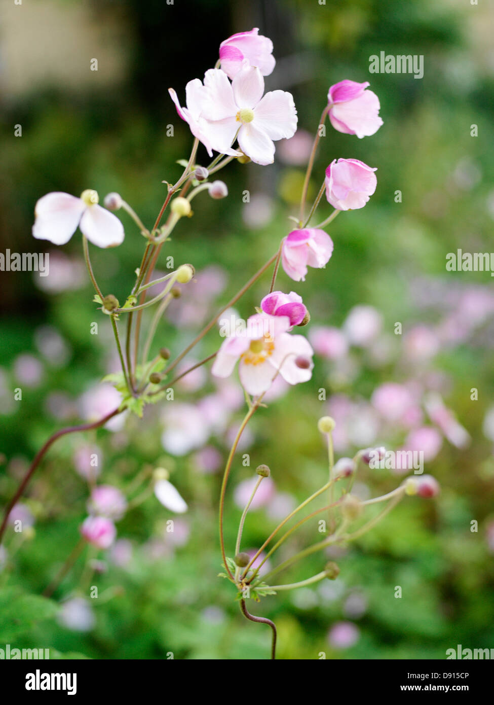 Anemones close up hi-res stock photography and images - Alamy