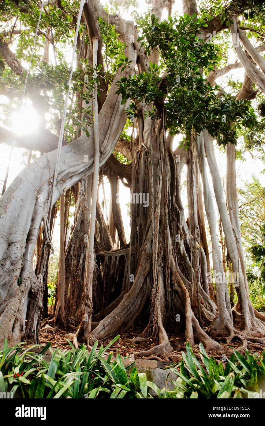 Tree in botanical garden Stock Photo - Alamy