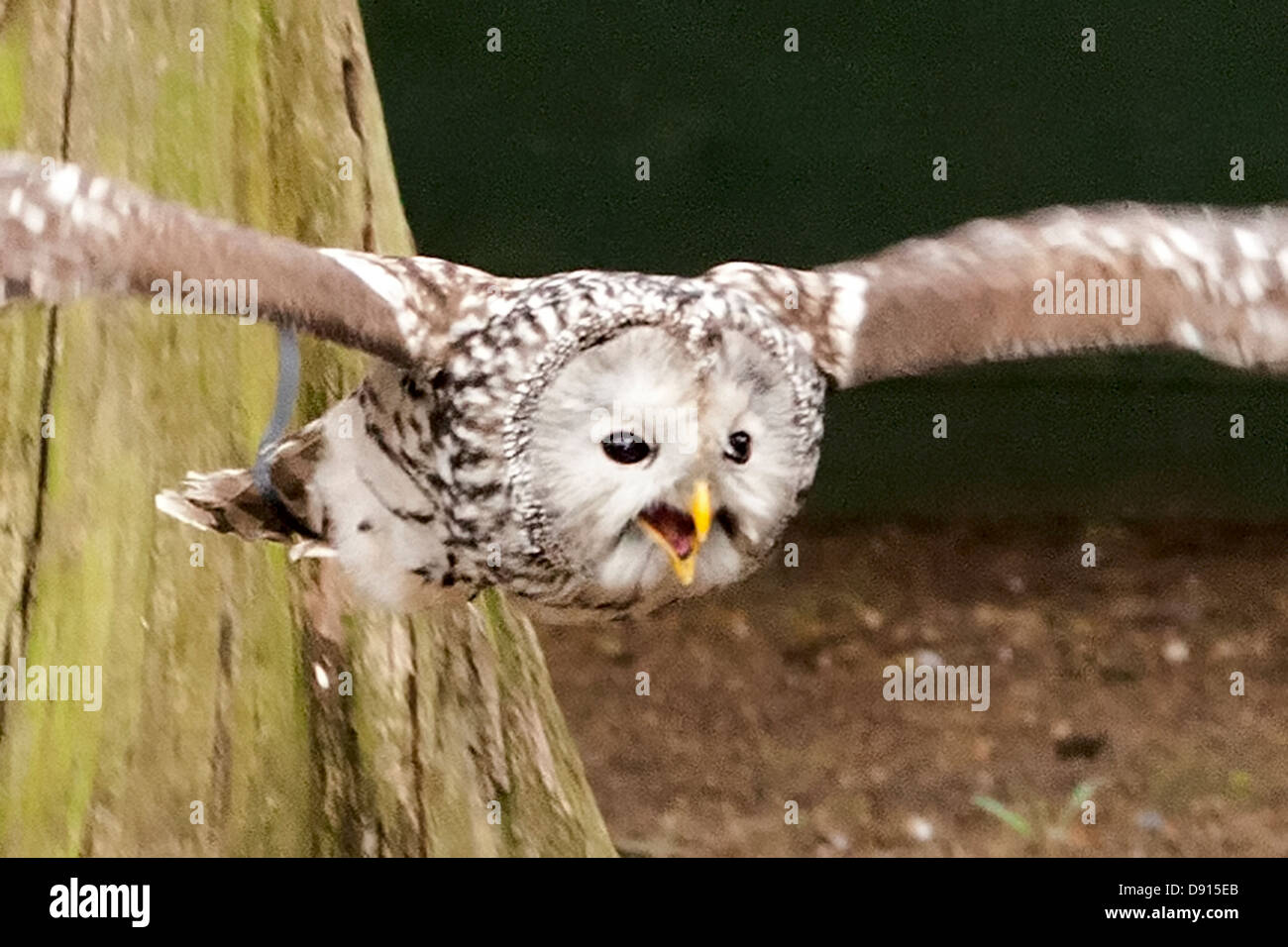 Barred owl in flight hi-res stock photography and images - Alamy