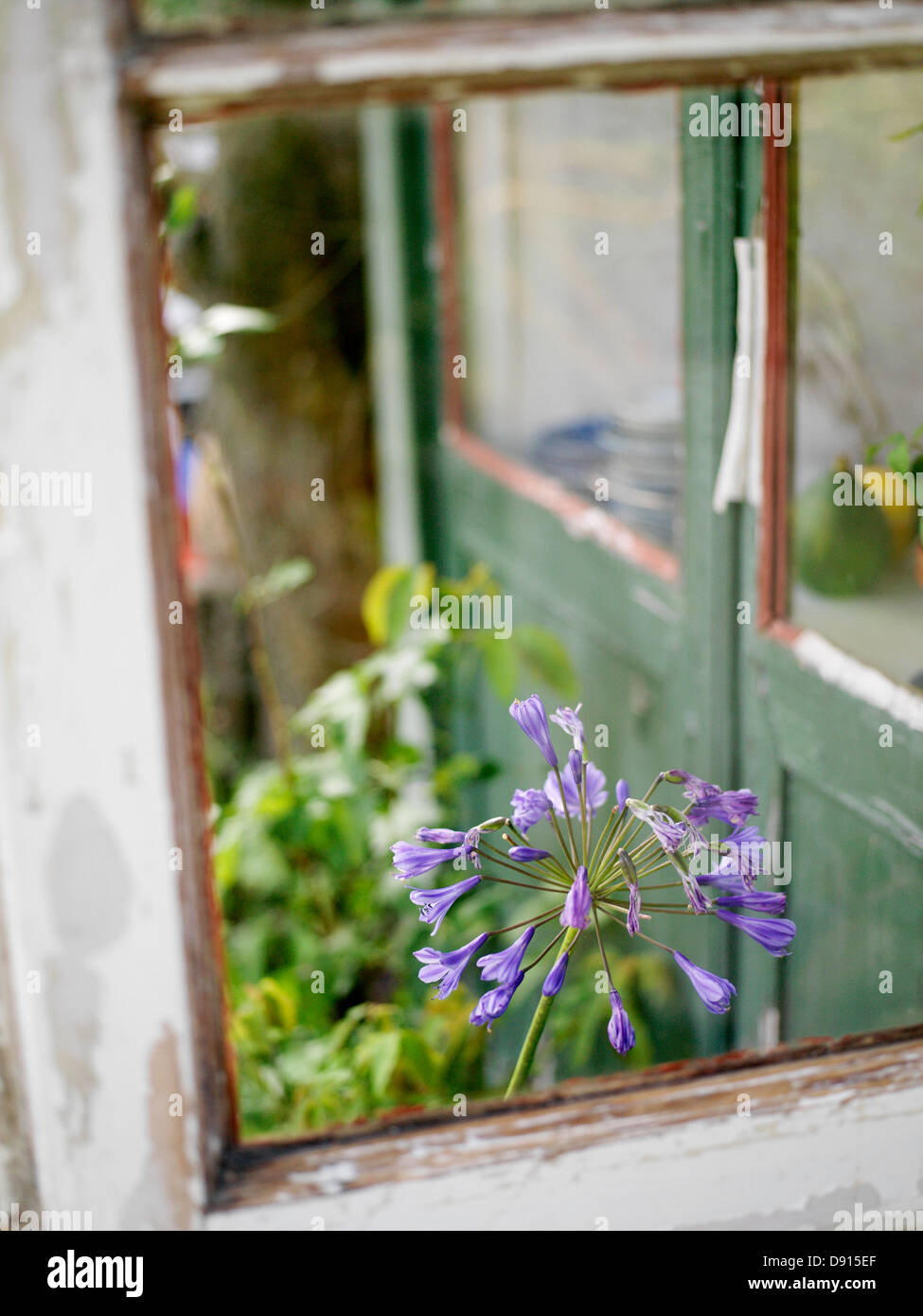 Flowers seen through a window, Sweden Stock Photo - Alamy
