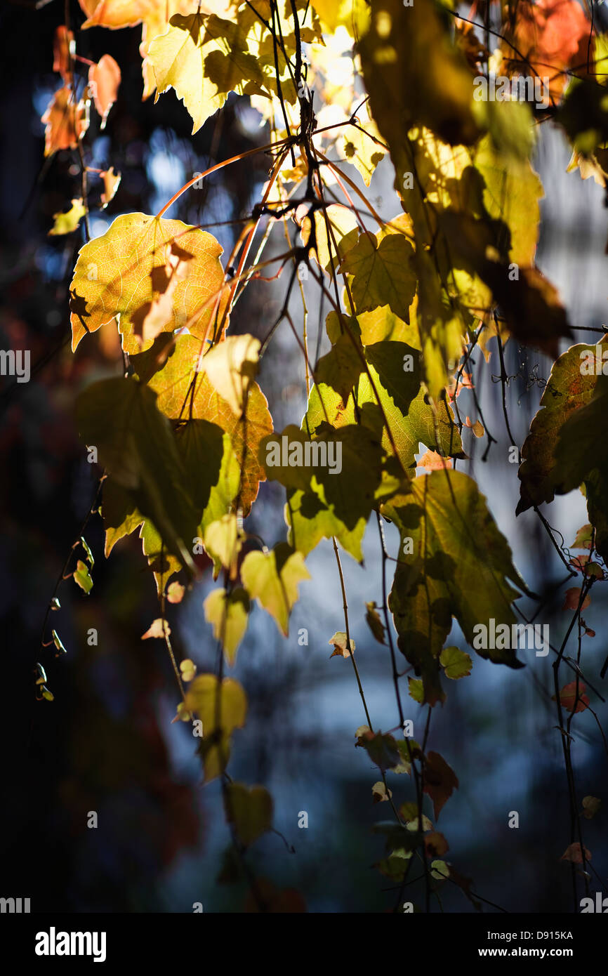 Paris trees leaves hi-res stock photography and images - Alamy