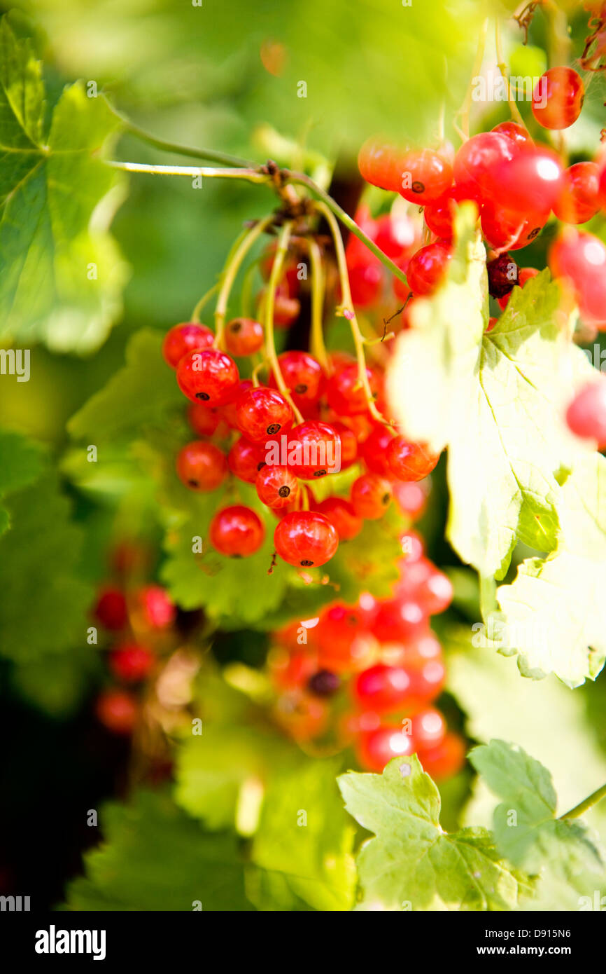 Oland sweden hi-res stock photography and images - Alamy