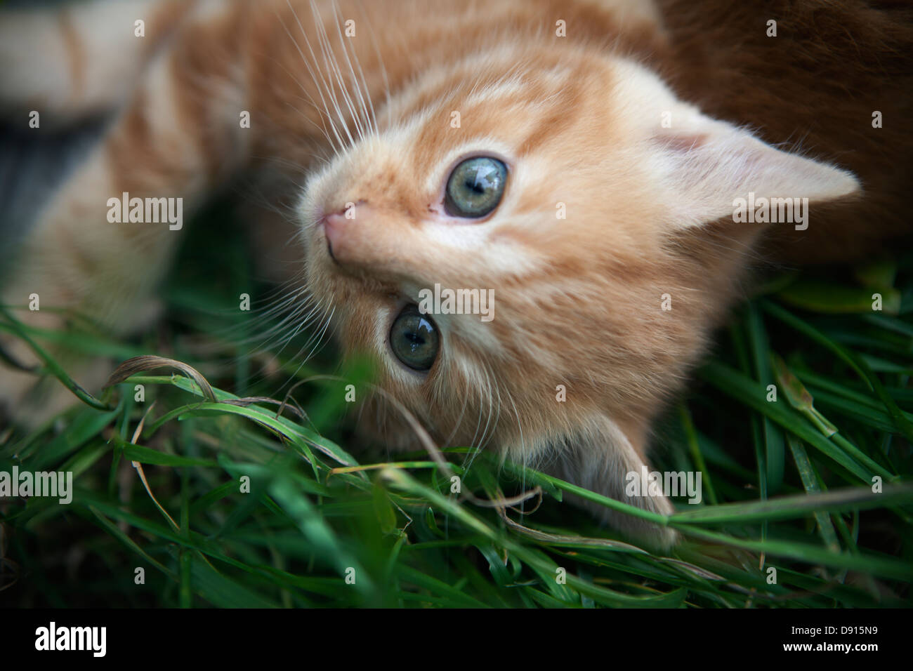 Ginger kitten hi-res stock photography and images - Alamy