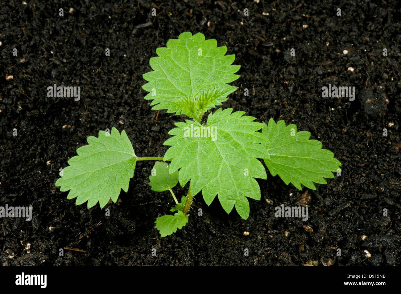 Seedling stinging nettle, Urtica dioica, perrennial stinging weed of ...