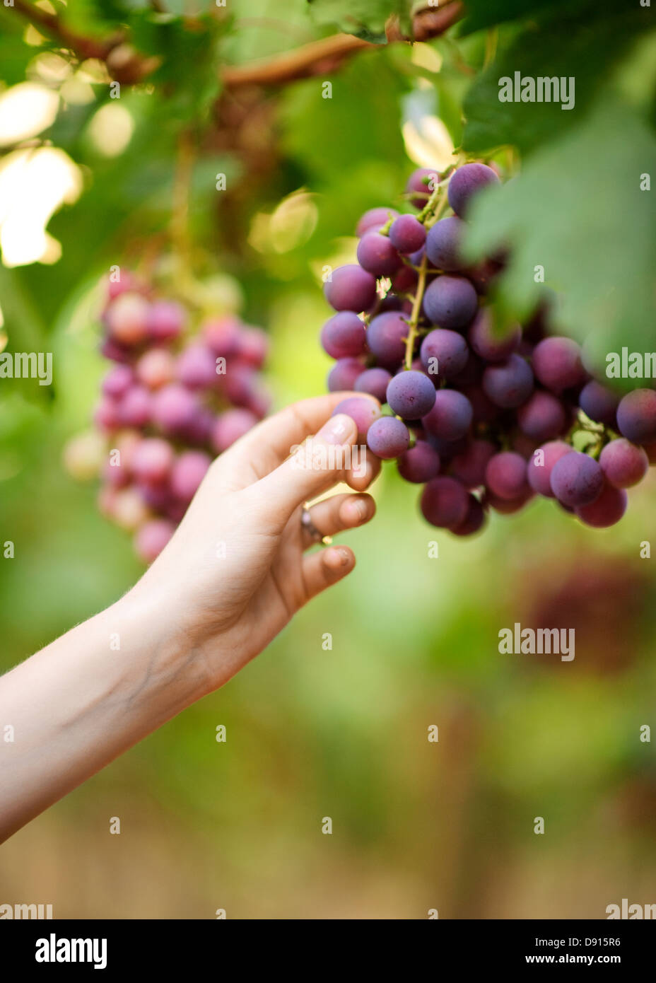 Picking grapes chile hi-res stock photography and images - Alamy
