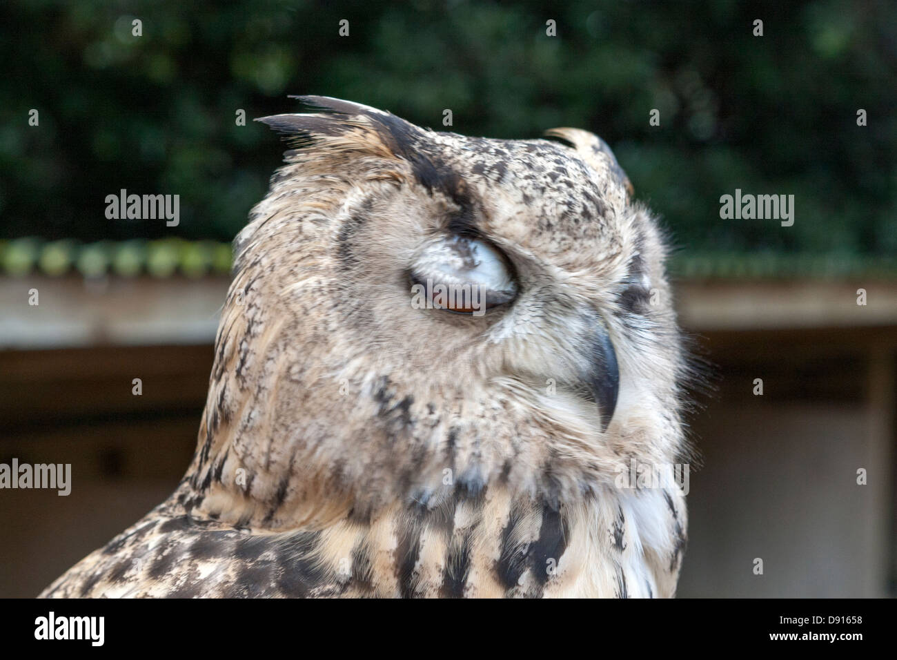Lesser horned owl or Magellanic horned owl, Bubo magellanicus blinking ...