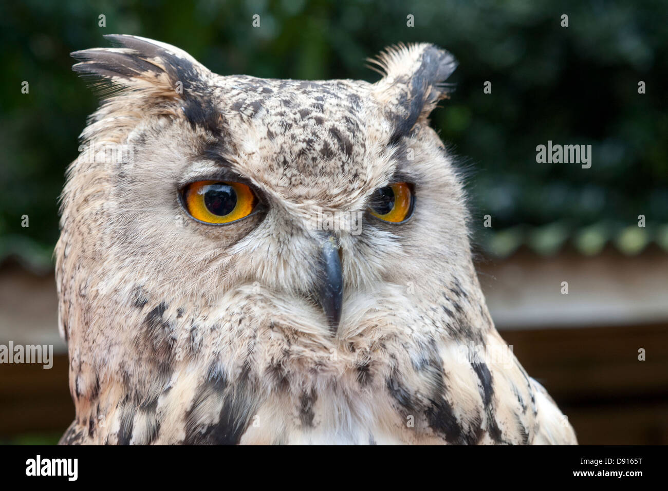 lesser horned owl or Magellanic horned owl, Bubo magellanicus, Bird ...