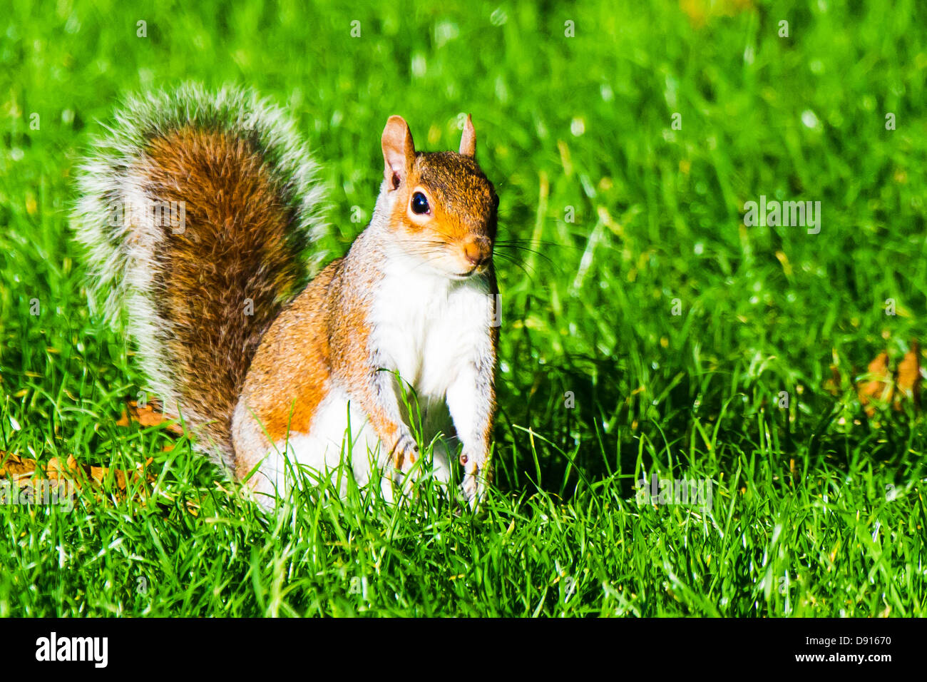 Friendly squirrel close up hi-res stock photography and images - Alamy