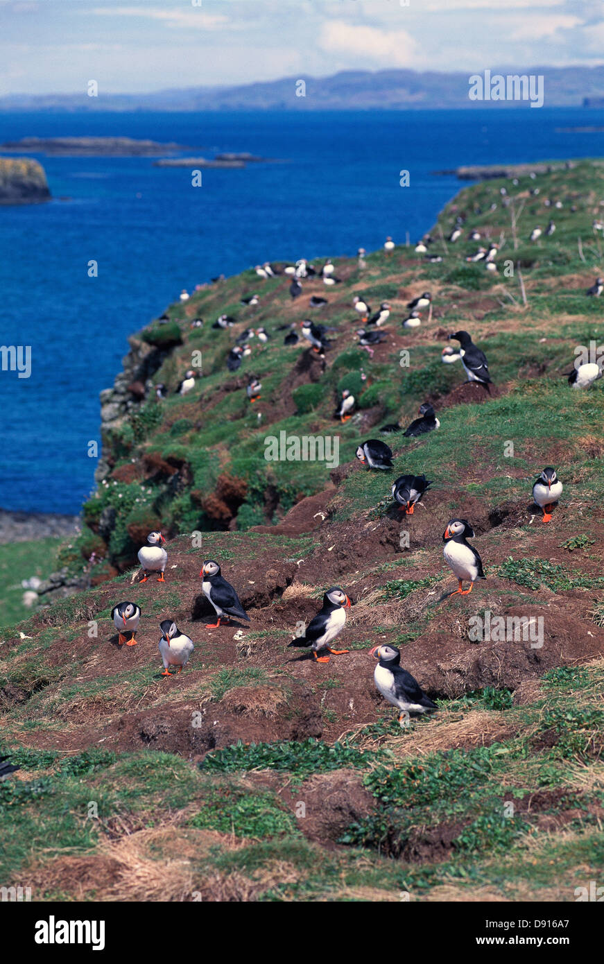 Britain vertical coast birds hi-res stock photography and images - Alamy