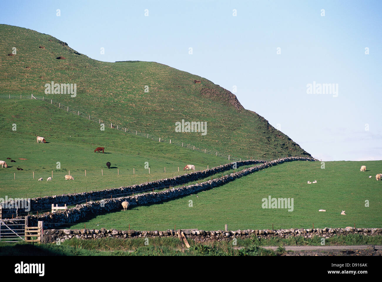 Sheep in enclosed fields, Canna, Hebrides, Scotland, Great Britain ...
