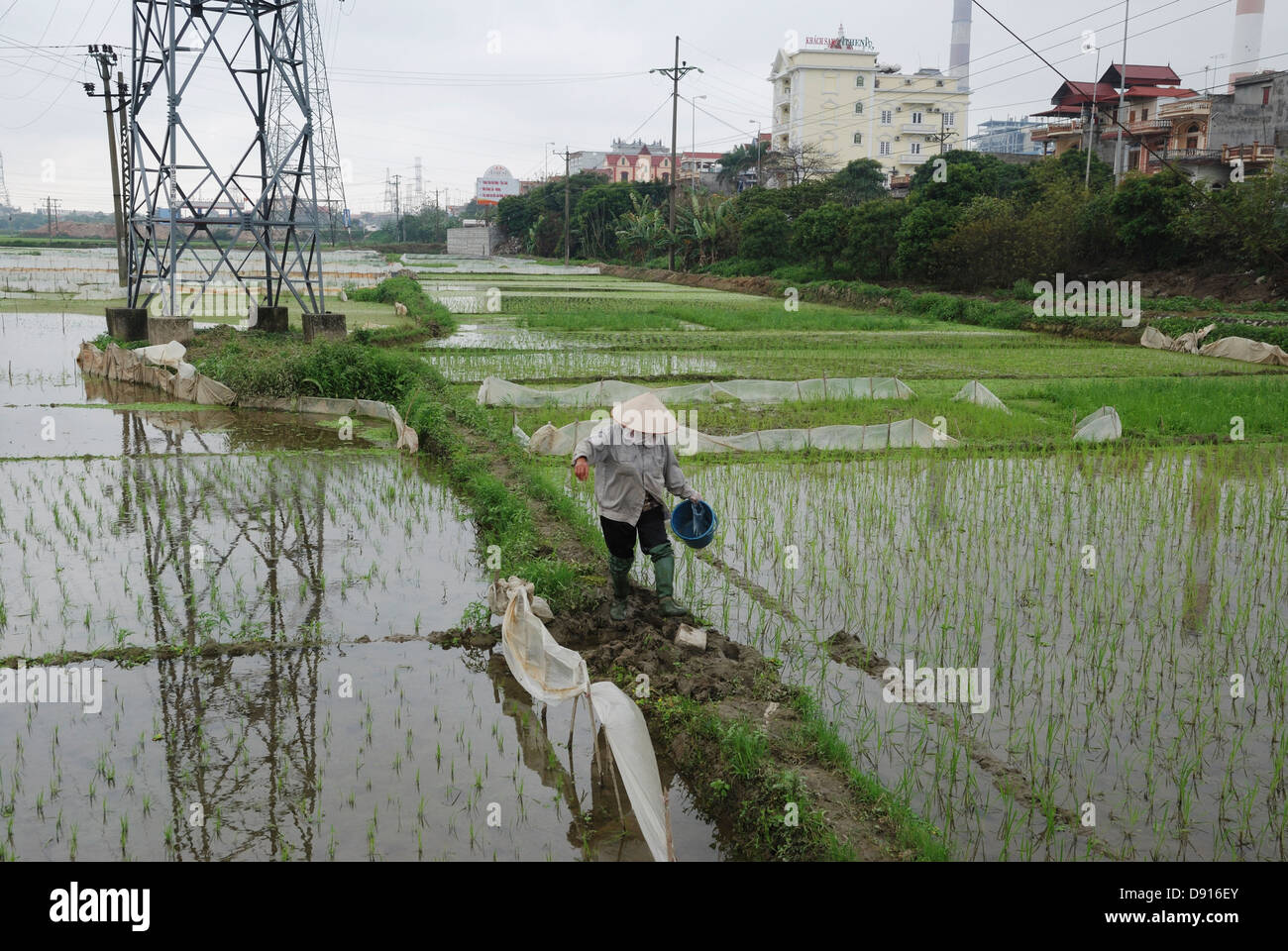 A paddy field in an industrial area to the east of Hanoi, Vietnam Stock ...