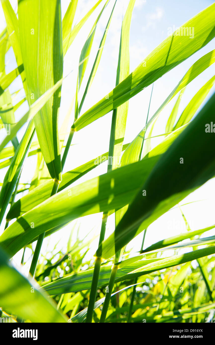 Close up common reed hi-res stock photography and images - Alamy