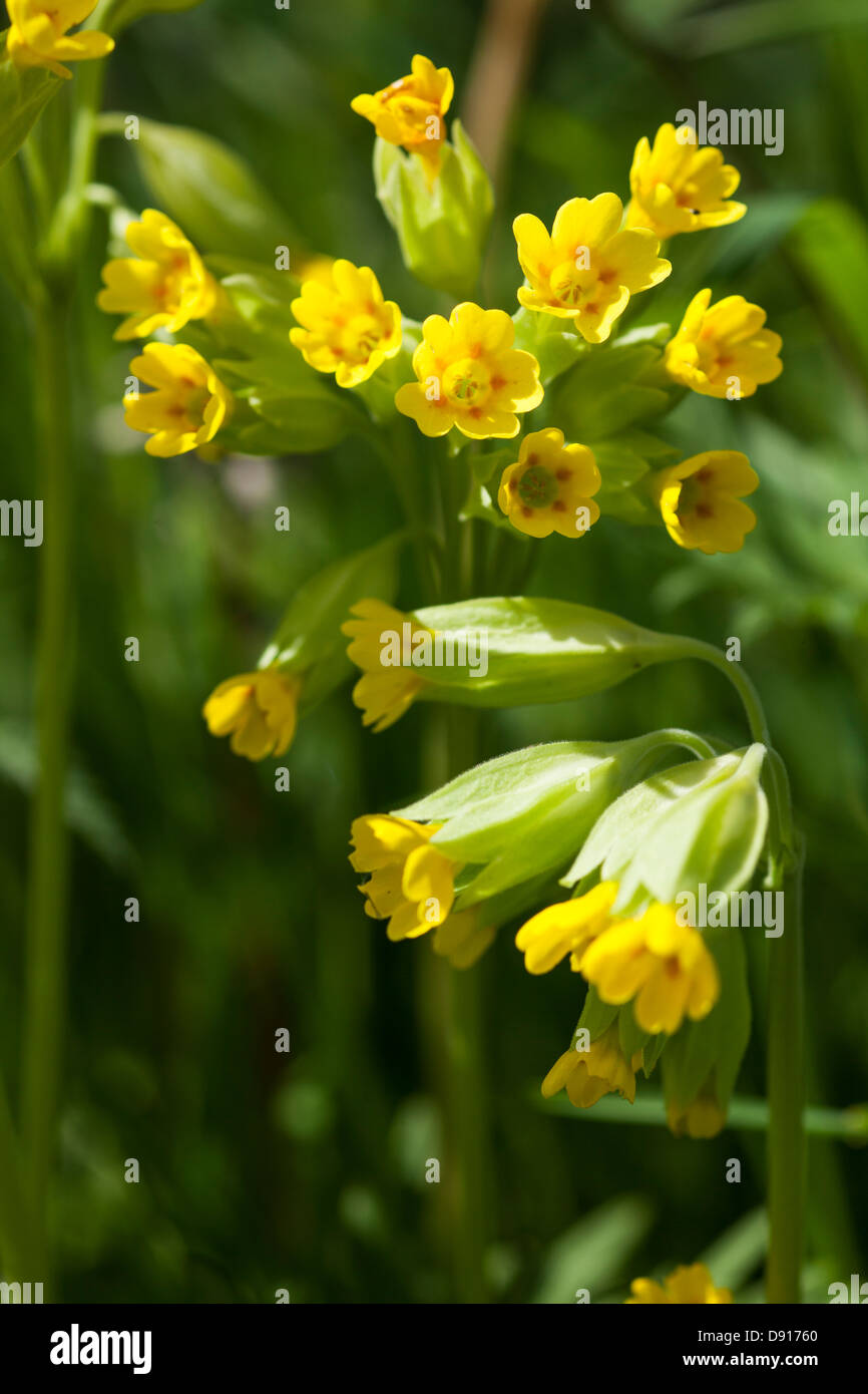 Cowslip in a wildlife garden Stock Photo - Alamy