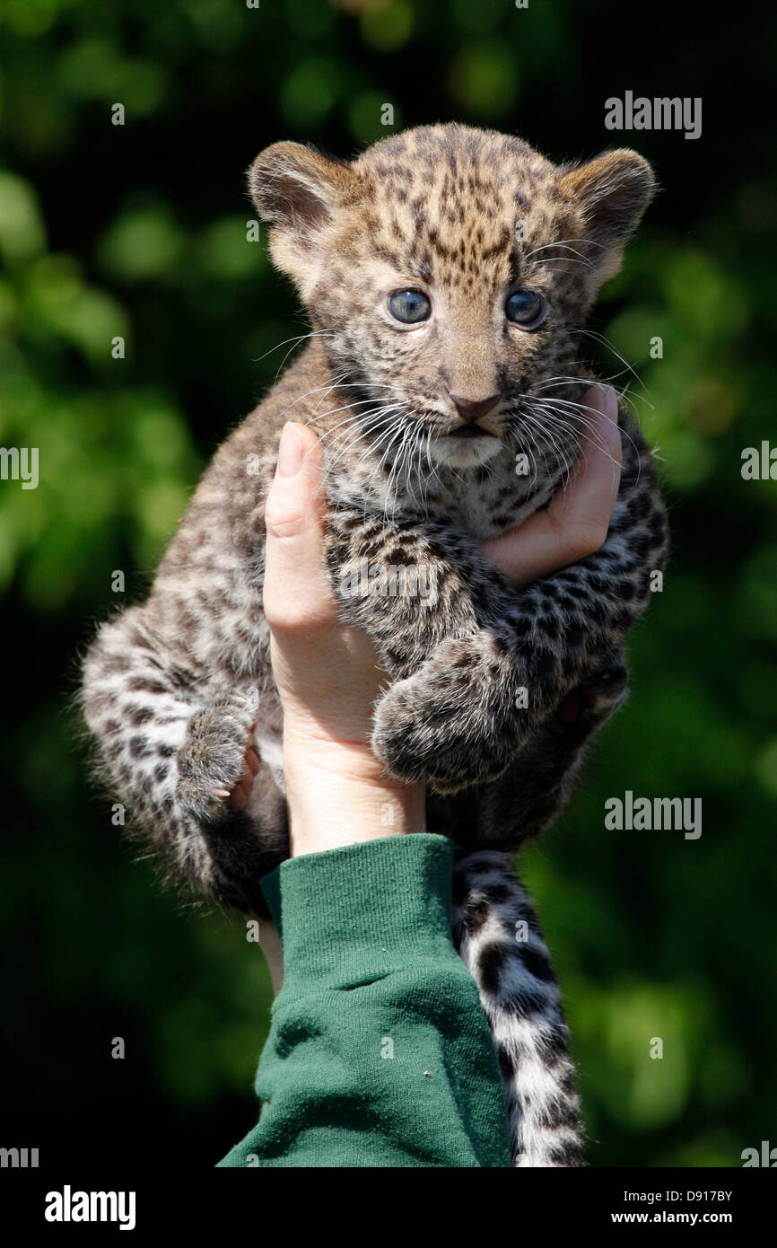 Berlin, Germany. 7th June 2013. The young Java leopard "Timang" was ...