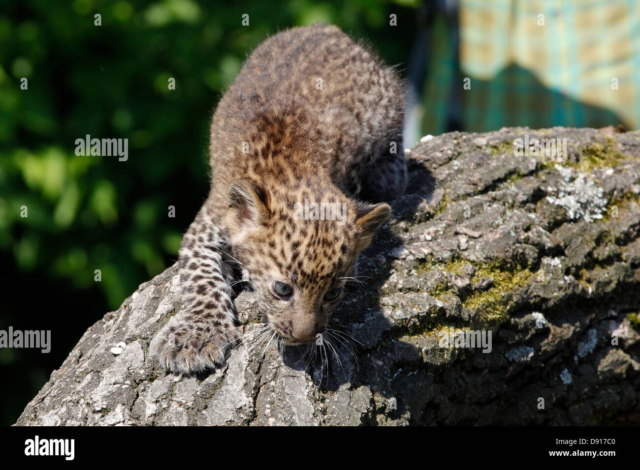 Berlin, Germany. 7th June 2013. The young Java leopard "Timang" was ...
