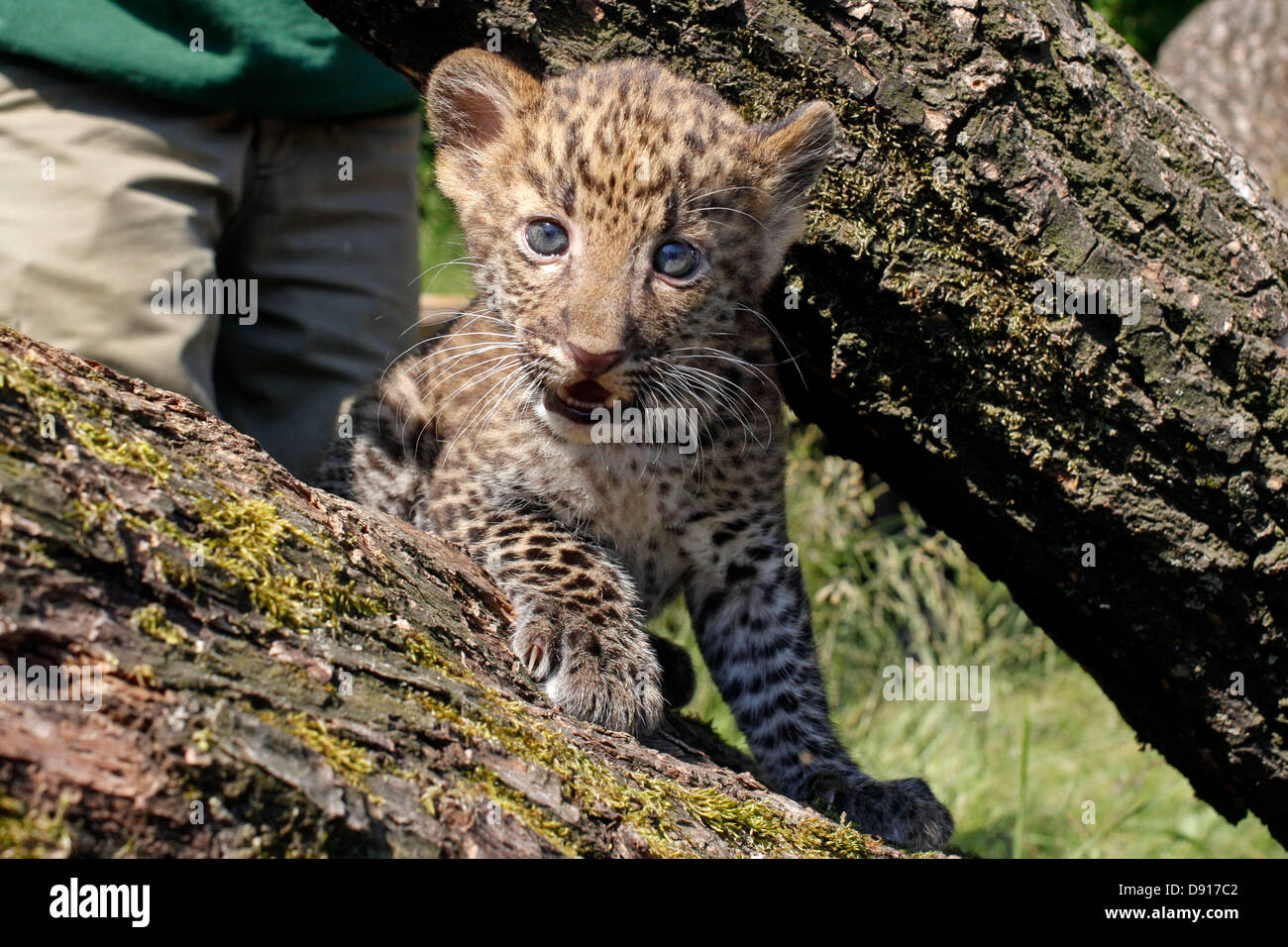 Berlin, Germany. 7th June 2013. The young Java leopard "Timang" was ...