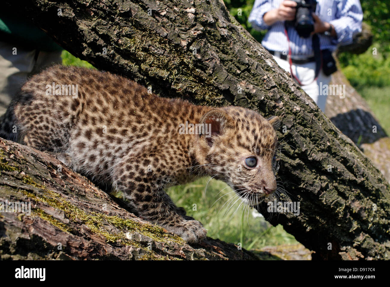 Java born hi-res stock photography and images - Alamy