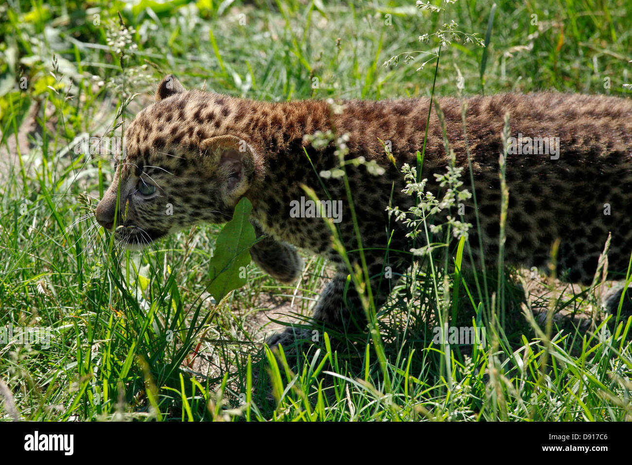 Berlin, Germany. 7th June 2013. The young Java leopard "Timang" was ...