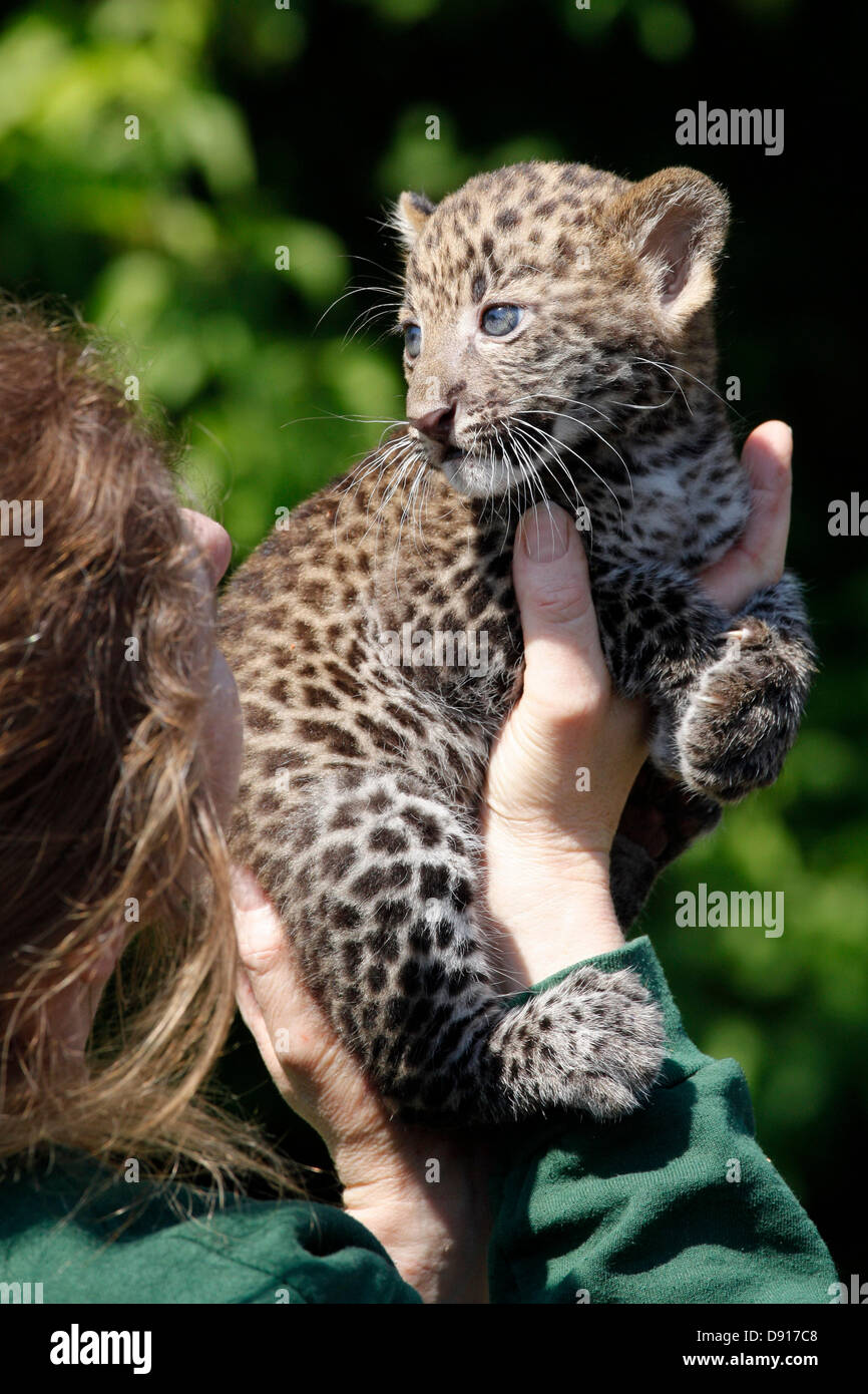 Berlin, Germany. 7th June 2013. The young Java leopard "Timang" was ...
