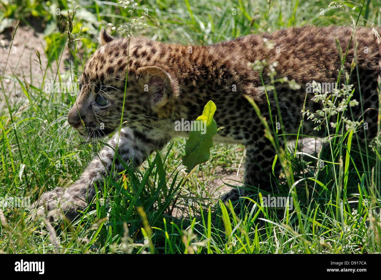 Berlin, Germany. 7th June 2013. The young Java leopard "Timang" was ...
