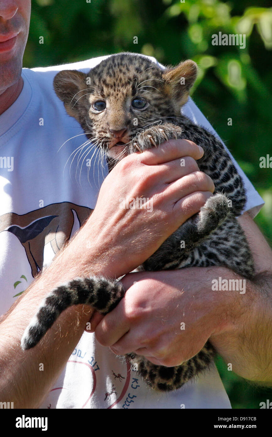 Berlin, Germany. 7th June 2013. The young Java leopard "Timang" was ...