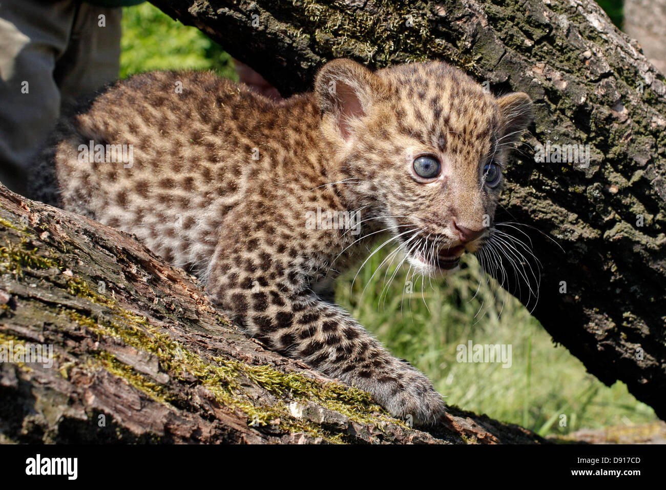Berlin, Germany. 7th June 2013. The young Java leopard "Timang" was ...