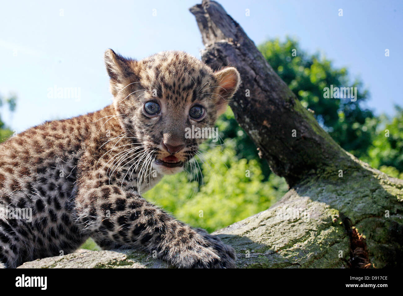 Berlin, Germany. 7th June 2013. The young Java leopard "Timang" was ...