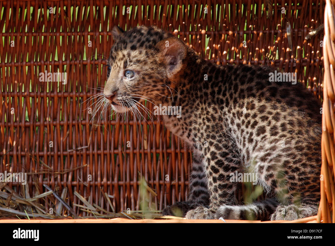 Berlin, Germany. 7th June 2013. The young Java leopard "Timang" was ...