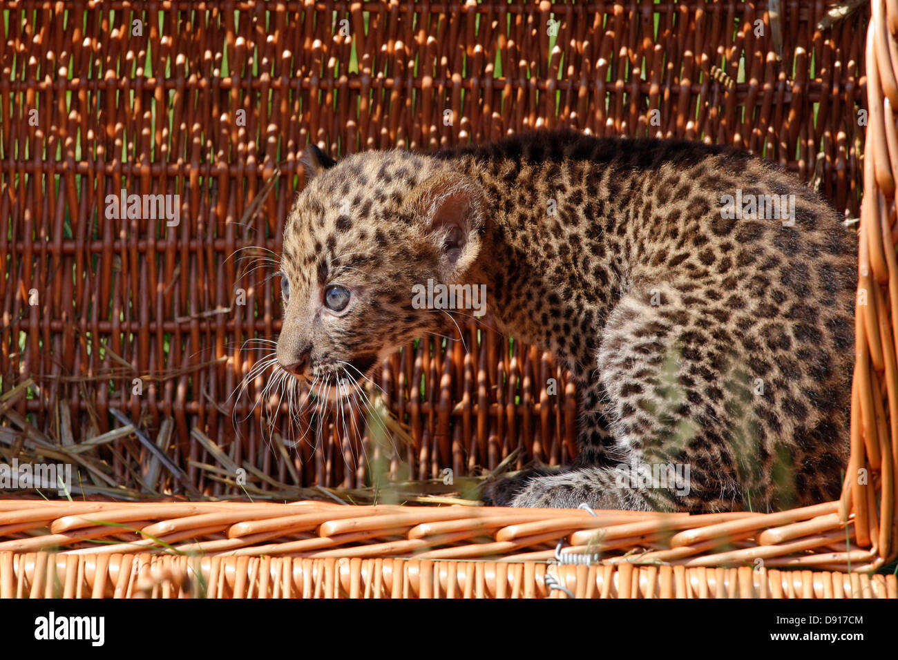 Berlin, Germany. 7th June 2013. The young Java leopard "Timang" was ...
