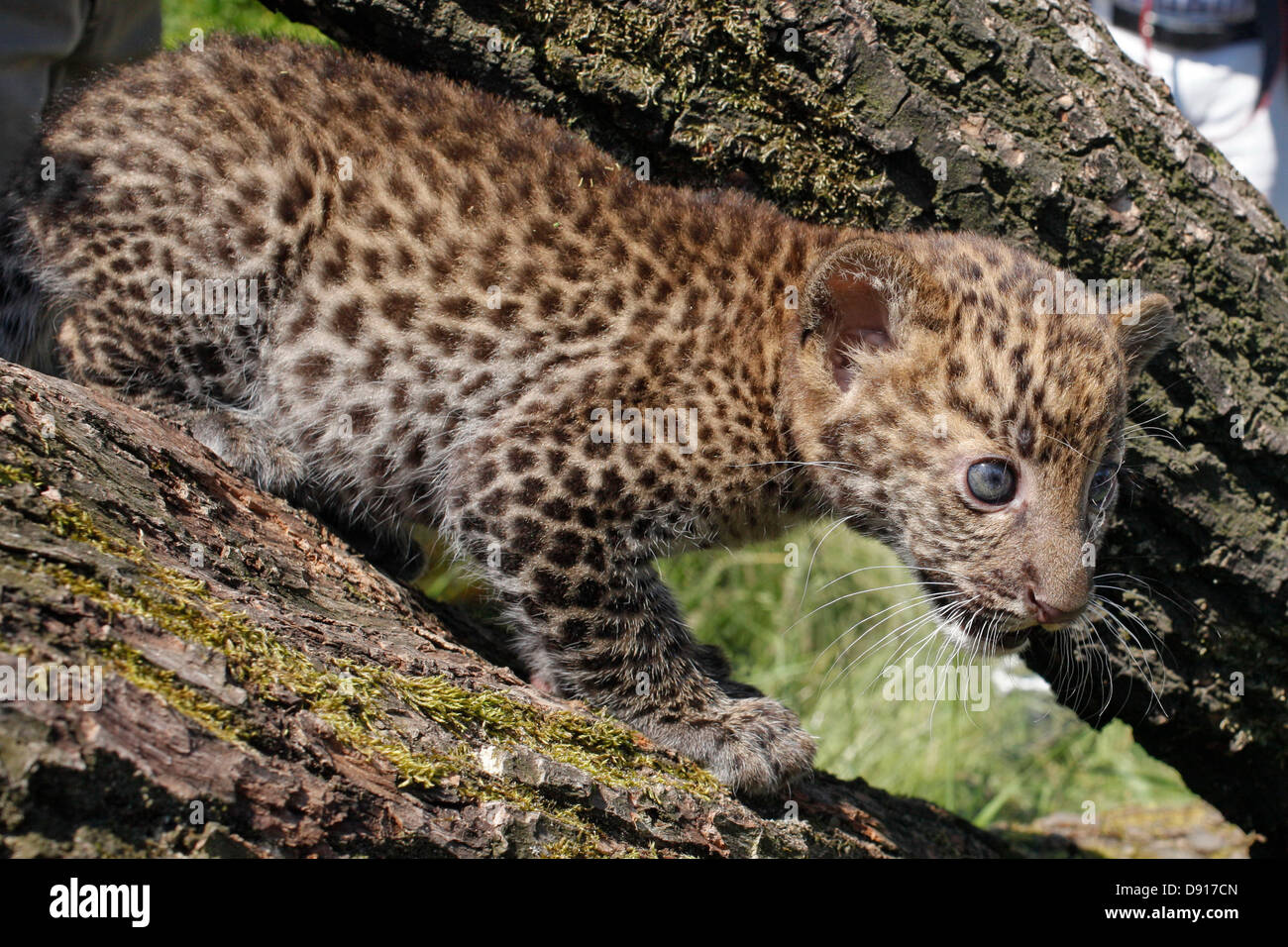 Berlin, Germany. 7th June 2013. The young Java leopard "Timang" was ...