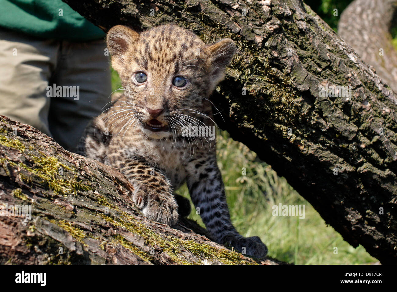 Berlin, Germany. 7th June 2013. The young Java leopard "Timang" was ...
