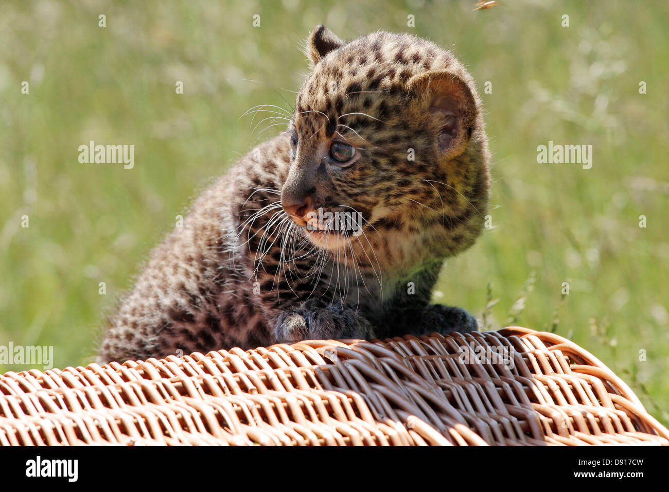 Berlin, Germany. 7th June 2013. The young Java leopard "Timang" was ...